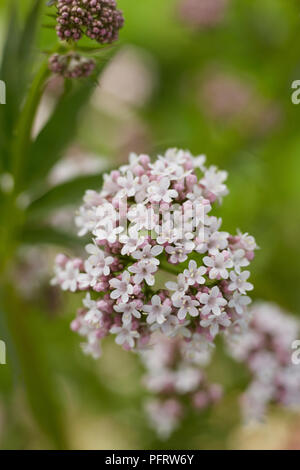 Valerian (Valeriana officinalis). Close-up of the green leaves of ...