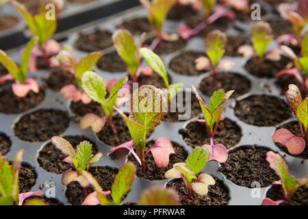 Mustard Seedlings Stock Photo - Alamy