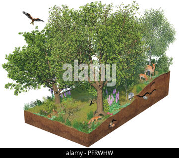 Digitally generated image of red fox having drink while sitting on tree ...