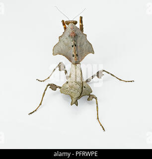 Malaysian Dead-leaf Mantis (Deroplatys desiccata) female, Gunung Mulu ...