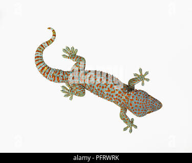 tokay gecko is a nocturnal arboreal gecko in the genus Gekko, the true ...