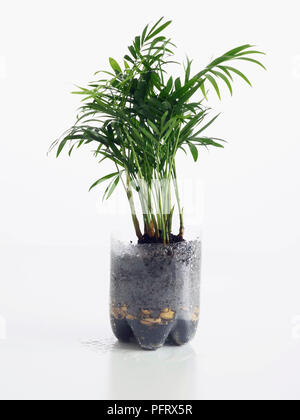 Making a jungle/rainforest in a bottle science experiment. Step 7 ...