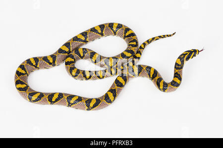 Mandarin ratsnake, Euprepiophis mandarinus Stock Photo - Alamy