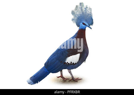 Scheepmaker's Crowned Pigeon (Goura scheepmakeri sclateri) standing on ...