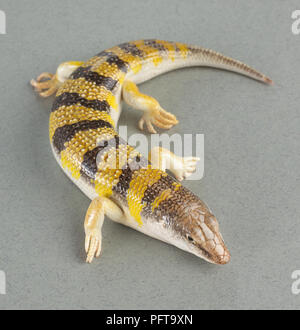 Sand fish (Scincus scincus Stock Photo - Alamy