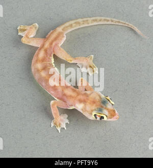 Web-footed Gecko or Namib web-footed gecko (Palmatogecko rangei), foot ...
