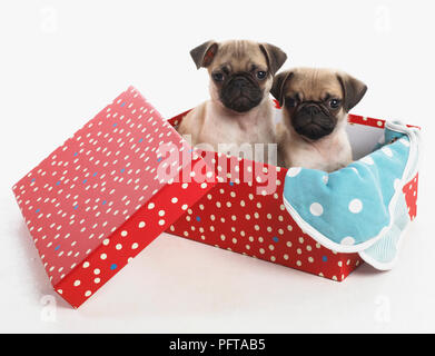 Pug puppies, 7-week-old Stock Photo - Alamy