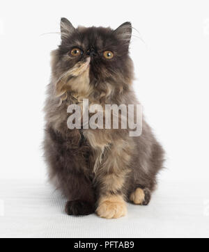 Young fluffy kitten Stock Photo - Alamy