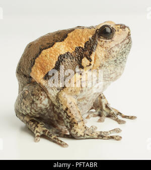 The banded bullfrog (Kaloula pulchra) close to Taman Negara nature park ...