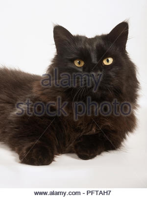 Munchkin Longhair Cat Stock Photo - Alamy