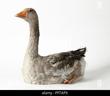 Side view of a grey domestic goose in mid-stride as it walks beside a ...