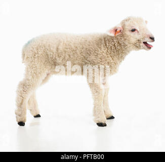 Lamb, Romney sheep, 4-week-old male Stock Photo - Alamy