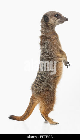 A vertical shot of a meerkat (Suricata suricatta) standing on a rock ...