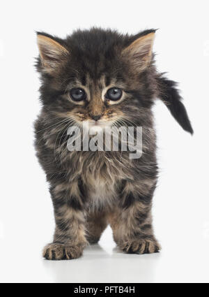 A vertical shot of a cute fluffy cat in a park looking into the camera ...