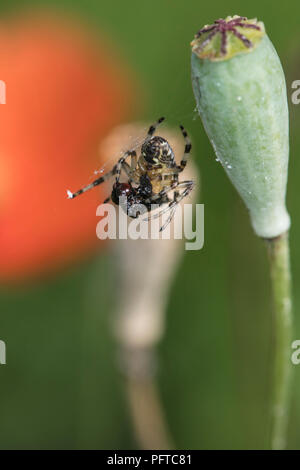 Group of Opium Poppy's Stock Photo - Alamy
