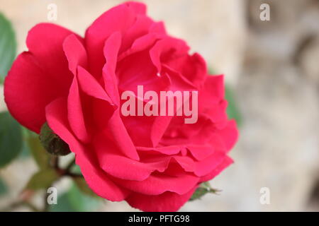 Big red rose close up. Deep Red color. Big beautiful red rose flower ...