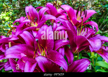 Lilium "Redford" Other hybrids lilies Stock Photo - Alamy