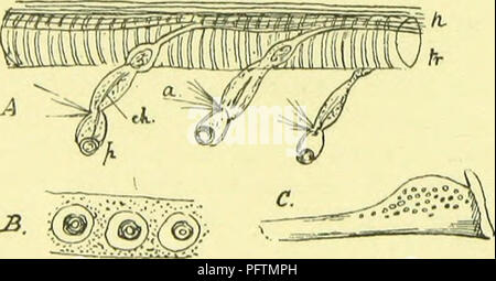 . Comparative anatomy. Anatomy, Comparative. 620 COMPARATIVE ANATOMY ...