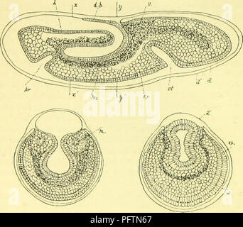 . Comparative anatomy of vertebrates. Anatomy, Comparative; Vertebrates ...