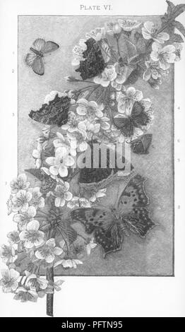 'Insect Life' by John and Anna Botsford Comstock introduces students ...