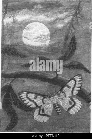 This manual covers various aspects of insect study, including detailed ...