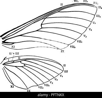 This manual on insect study focuses on Hymenoptera, highlighting the ...