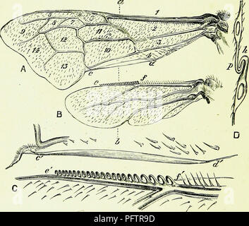 This guide details the behavior and physiology of bees, including the ...