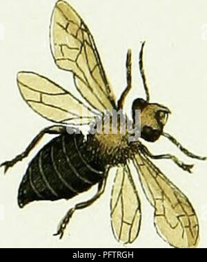 This work features over 240 illustrations of exotic insects ...