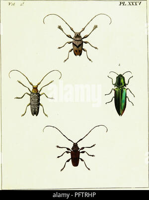 This work presents over 240 illustrations of exotic insects, offering a ...