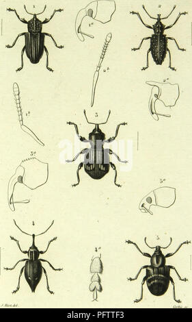 This work provides a systematic and critical overview of beetle genera ...