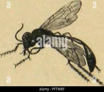 This work explores the metamorphosis, habits, and instincts of various ...