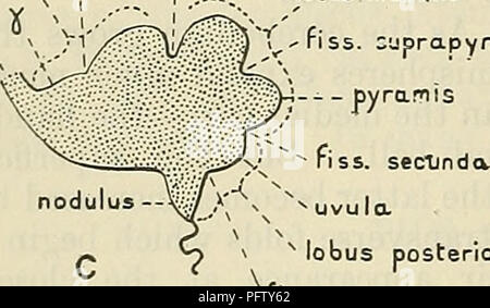 This section from Cunningham's anatomy textbook describes the knee ...