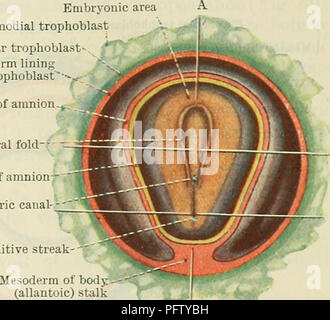 This image from embryology research illustrates the development of the ...