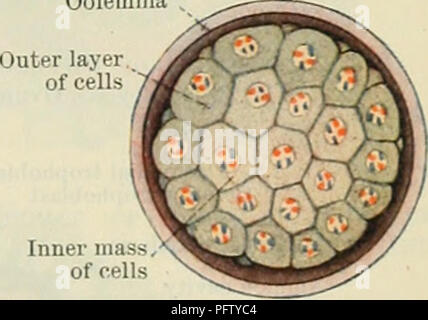 Cell division, formation of morula and embryo. The concept of the ovum ...