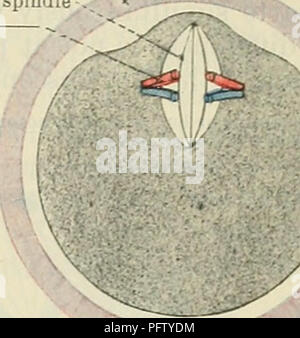 . Cunningham's Text-book of anatomy. Anatomy. 15 d E Pig. 714.—Auditory ...