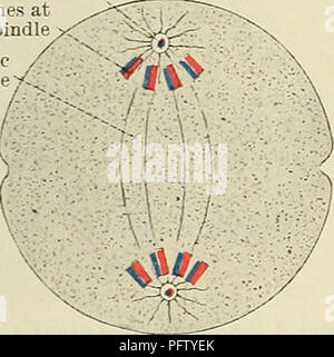 This image from 'Cunningham's Text-book of Anatomy' depicts the anatomy ...