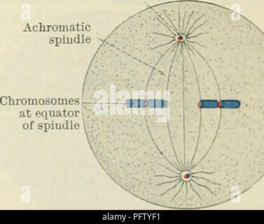 Illustration of the structure of an animal cell. The cell nucleus is ...