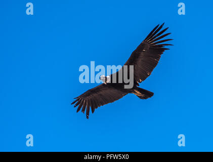 Andean condor, national symbol of Peru Stock Photo - Alamy