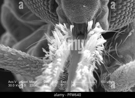 MOSQUITO PROBOSCIS, SEM Stock Photo - Alamy