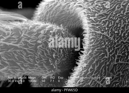 Morphologic features of an Anopheles dirus mosquito's antennae ...