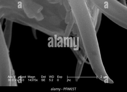 Morphologic features displayed on the distal tip of an Anopheles ...
