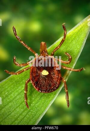 Female "lone star tick", Amblyomma americanum Stock Photo - Alamy