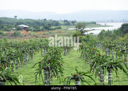 Fruit fresh fresh dragon fruit red heart dragon fruit delicious ...