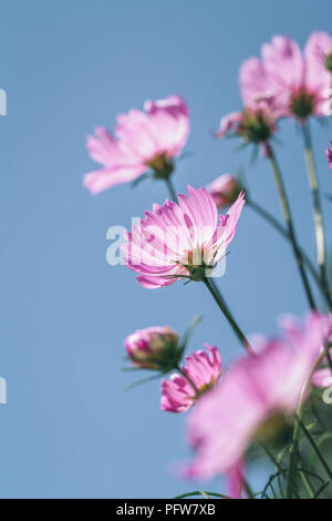 in winter cosmos flowers are blooming a lot of tourists visit there ...