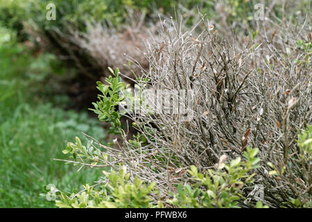 The affects of box blight on a boxwood plant Stock Photo - Alamy