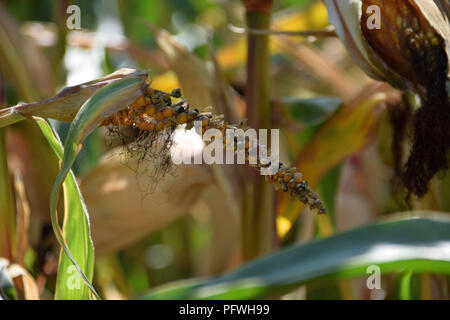 Agriculture - Crop disease; grain corn leaf showing the foliar symptoms ...