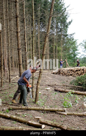 men cutting down and clearing wood of spruce trees zala county hungary ...