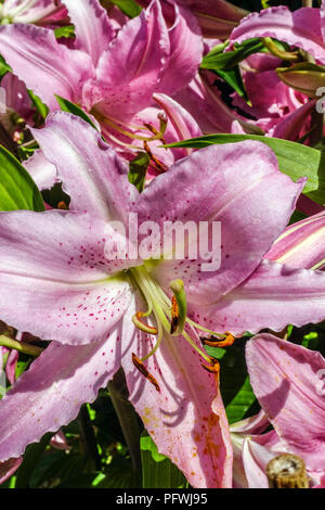 Close up of the flowering Lilium 'Chelsea' in a flower border Stock ...