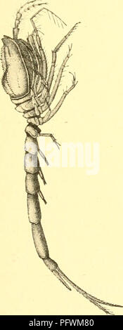 This study on the Cumacea order (Sympoda) details the morphology and ...