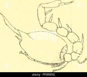. Cumacea (Sympoda). Cumacea. Cumacea: 3. Bodotriidae, 1. Cyclaspoides ...